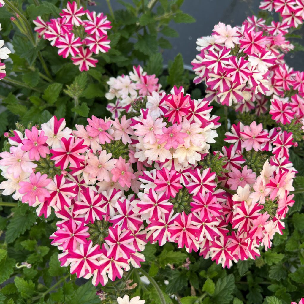 SUPERBENA ROYALE® Cherryburst Verbena - Order Online