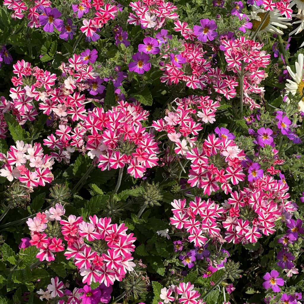 SUPERBENA ROYALE® Cherryburst Verbena - Order Online