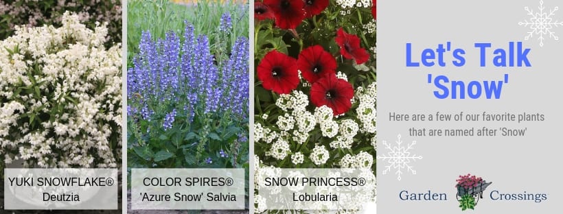 Plants Names That Include Snow