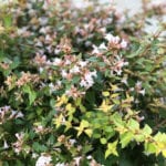 FUNSHINE Abelia: Vibrant Foliage and Flowers