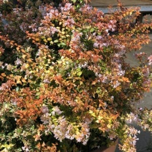 Funshine Abelia | Bright Yellow Foliage Shrubs