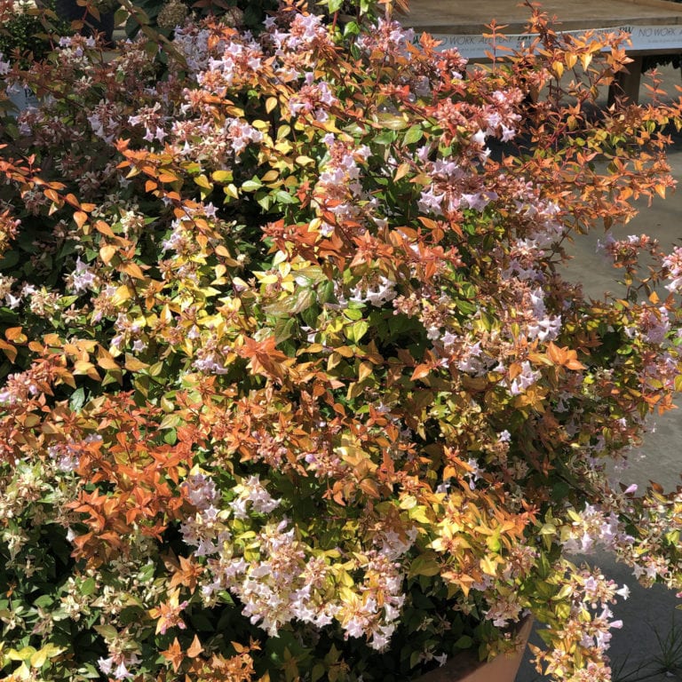 FUNSHINE Abelia: Vibrant Foliage and Flowers
