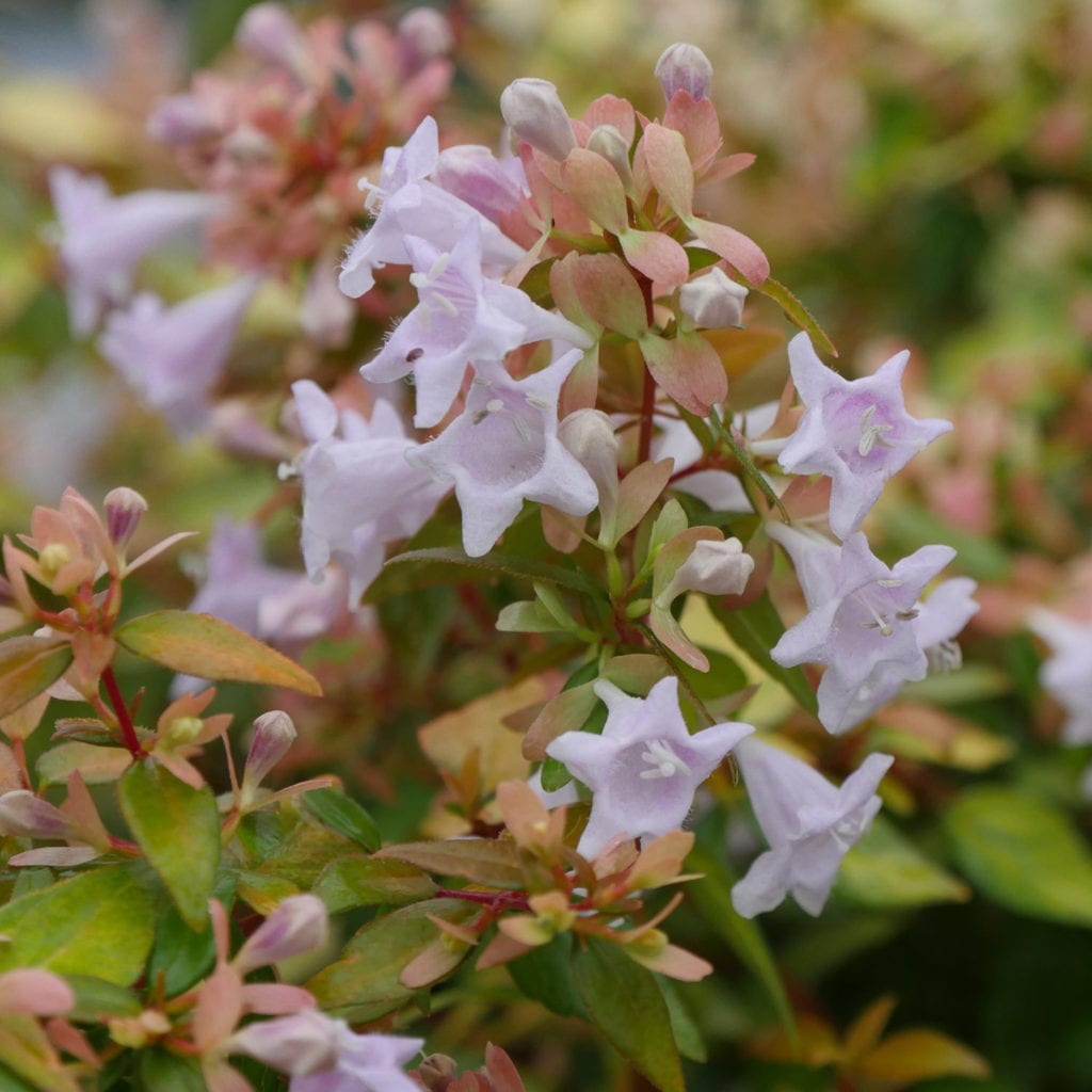 FUNSHINE Abelia: Vibrant Foliage and Flowers