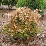 Funshine Abelia | Bright Yellow Foliage Shrubs