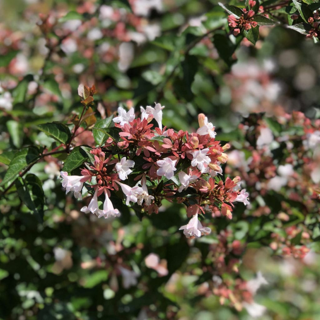 Abelia RUBY ANNIVERSARY - Buy Abelia Shrubs Online