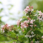 Abelia SWEET EMOTION® - Order Online