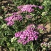 'Firefly Amethyst' Achillea