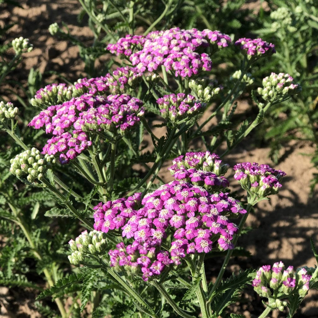 'Firefly Amethyst' Achillea
