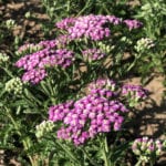 'Firefly Amethyst' Achillea