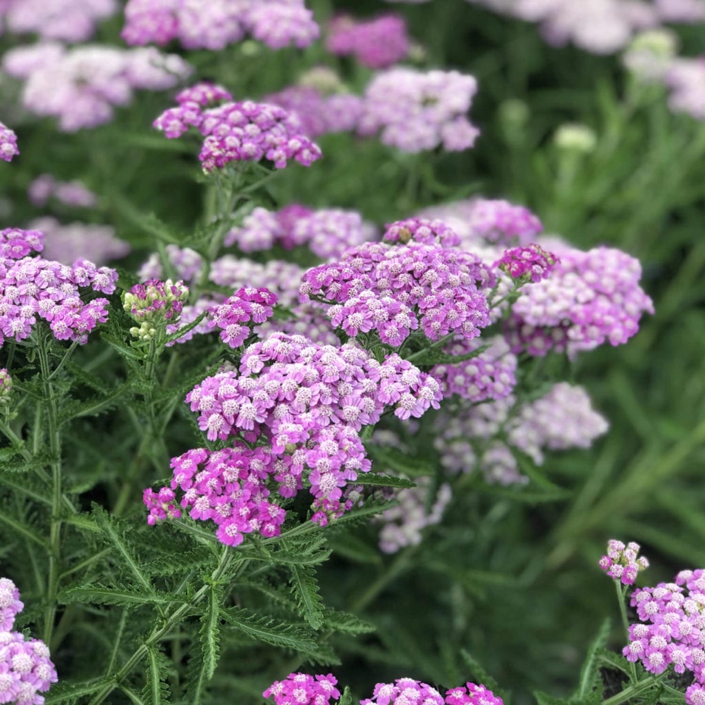 Achillea 'Peter Cottontail' - Garden Crossings