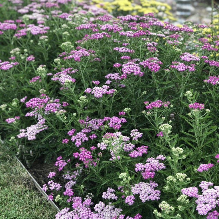 'Firefly Amethyst' Achillea