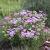 'Firefly Amethyst' Achillea