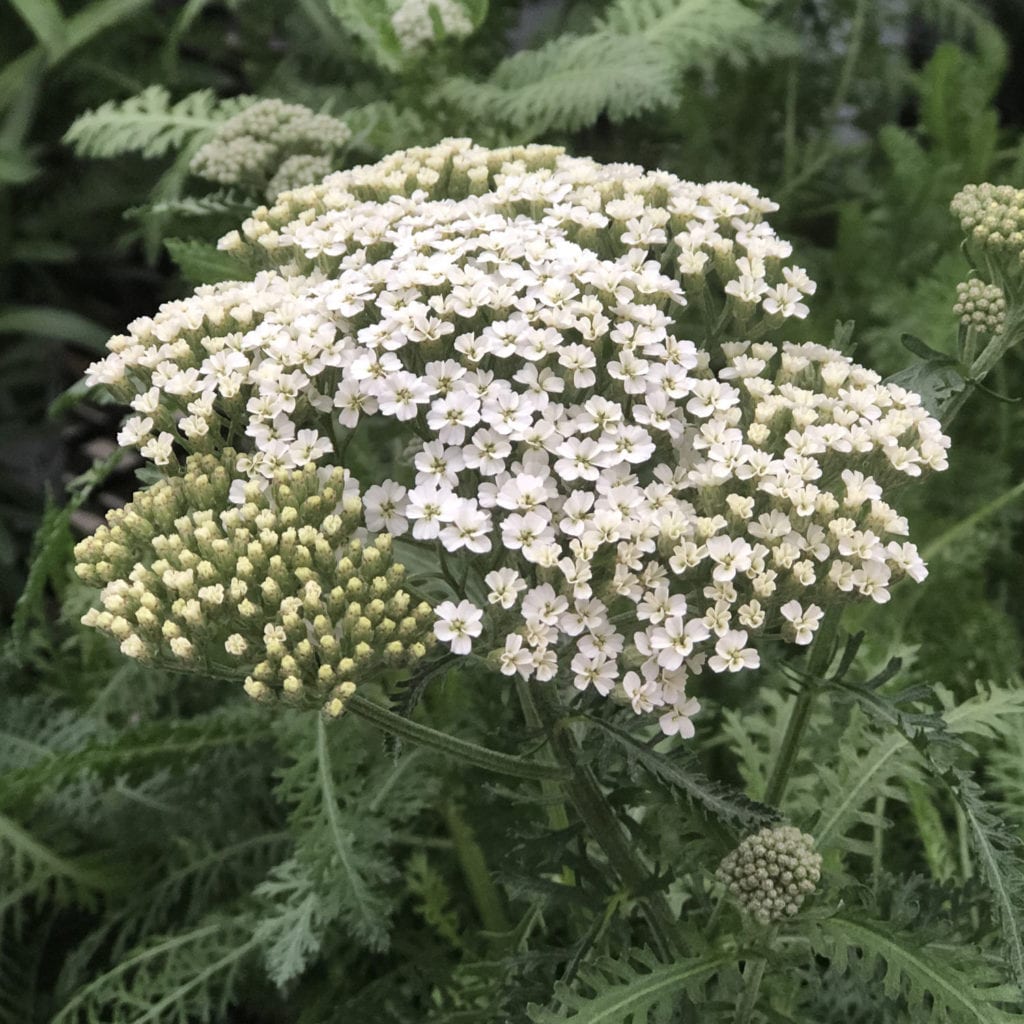 Achillea Firefly Diamond: Elegant White Yarrow