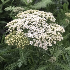 Achillea Firefly Diamond: Elegant White Yarrow