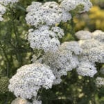 Achillea Firefly Diamond: Elegant White Yarrow