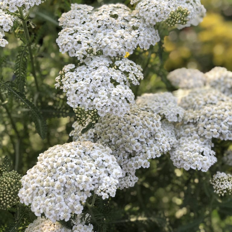Achillea Firefly Diamond: Elegant White Yarrow