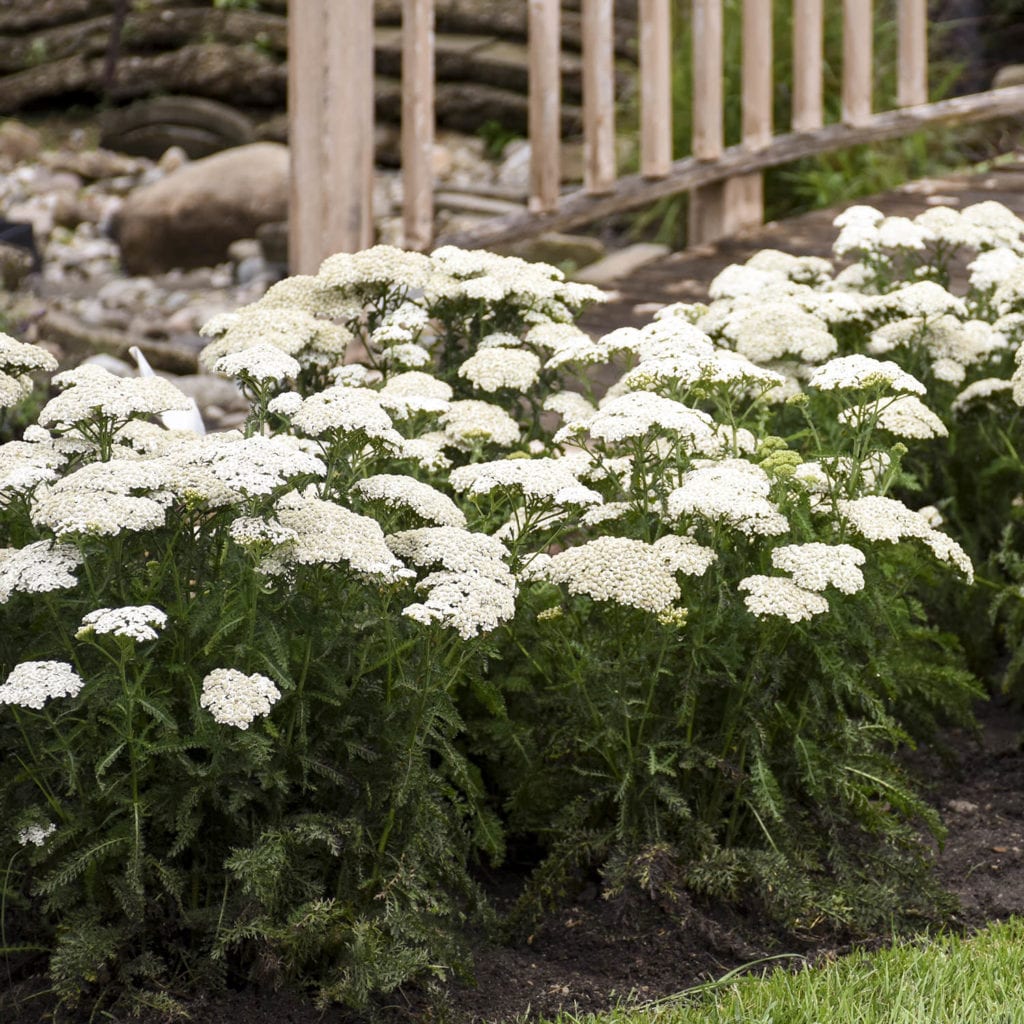 Achillea Firefly Diamond: Elegant White Yarrow