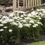 Achillea Firefly Diamond: Elegant White Yarrow