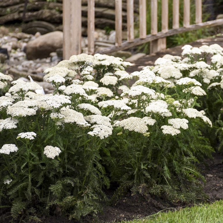 Achillea Firefly Diamond: Elegant White Yarrow
