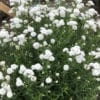 Achillea Peter Cottontail with Soft White Flowers