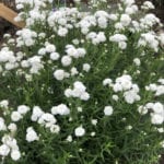 Achillea Peter Cottontail with Soft White Flowers