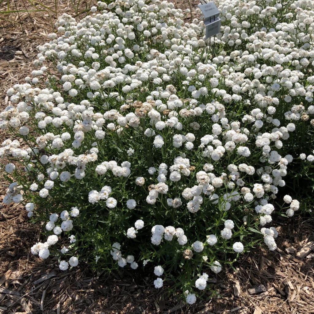 Achillea Peter Cottontail with Soft White Flowers