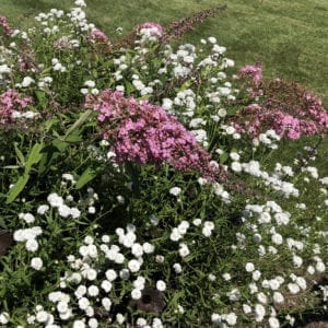 Achillea Peter Cottontail with Soft White Flowers