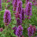 MEANT TO BEE™ 'Royal Raspberry' Agastache