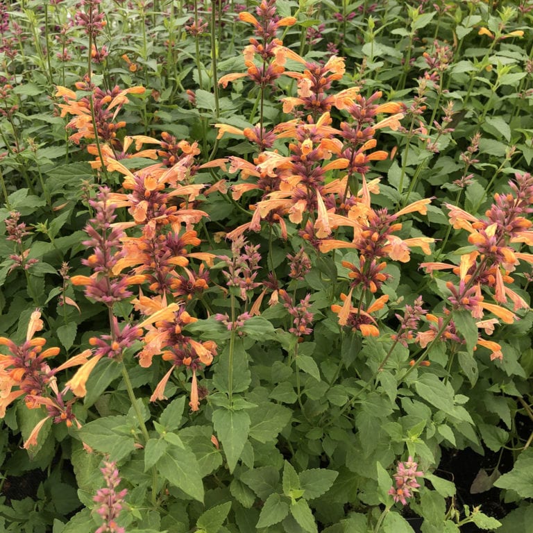 MEANT TO BEE™ 'Royal Raspberry' Agastache