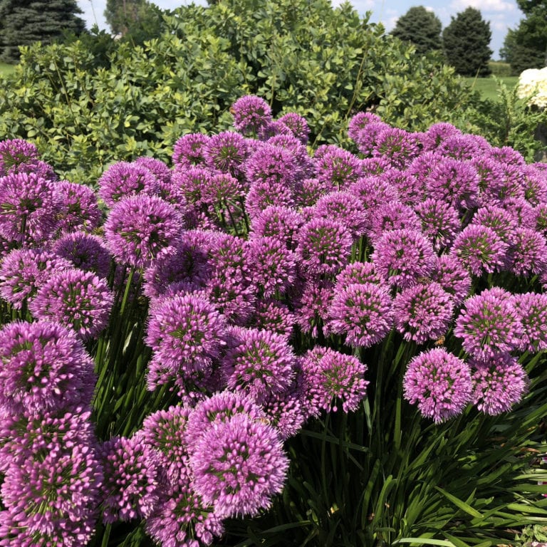 Allium Millenium - Order Online