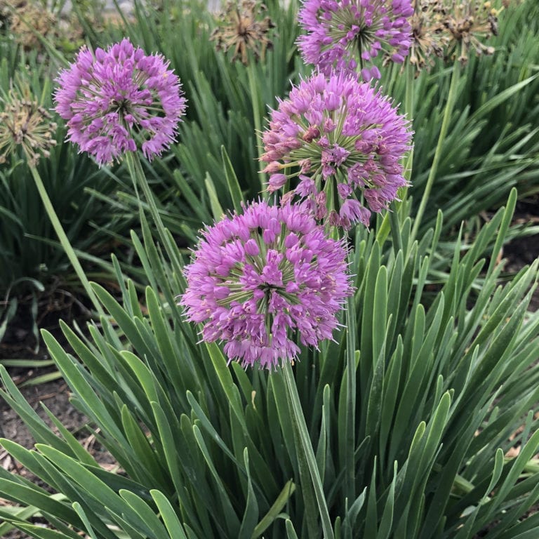 Order Allium Perennials Online