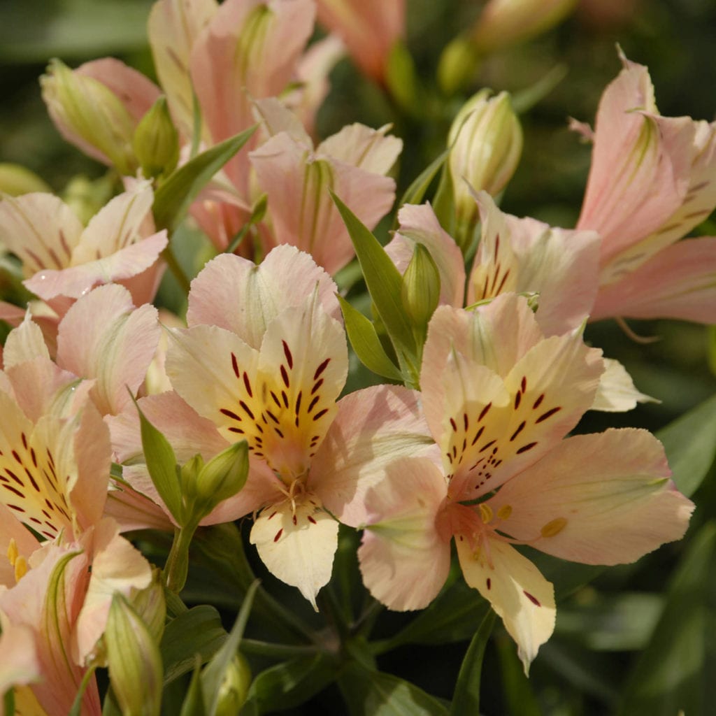 Alstroemeria INCA ICE™ (Peruvian Lily) - Order Online
