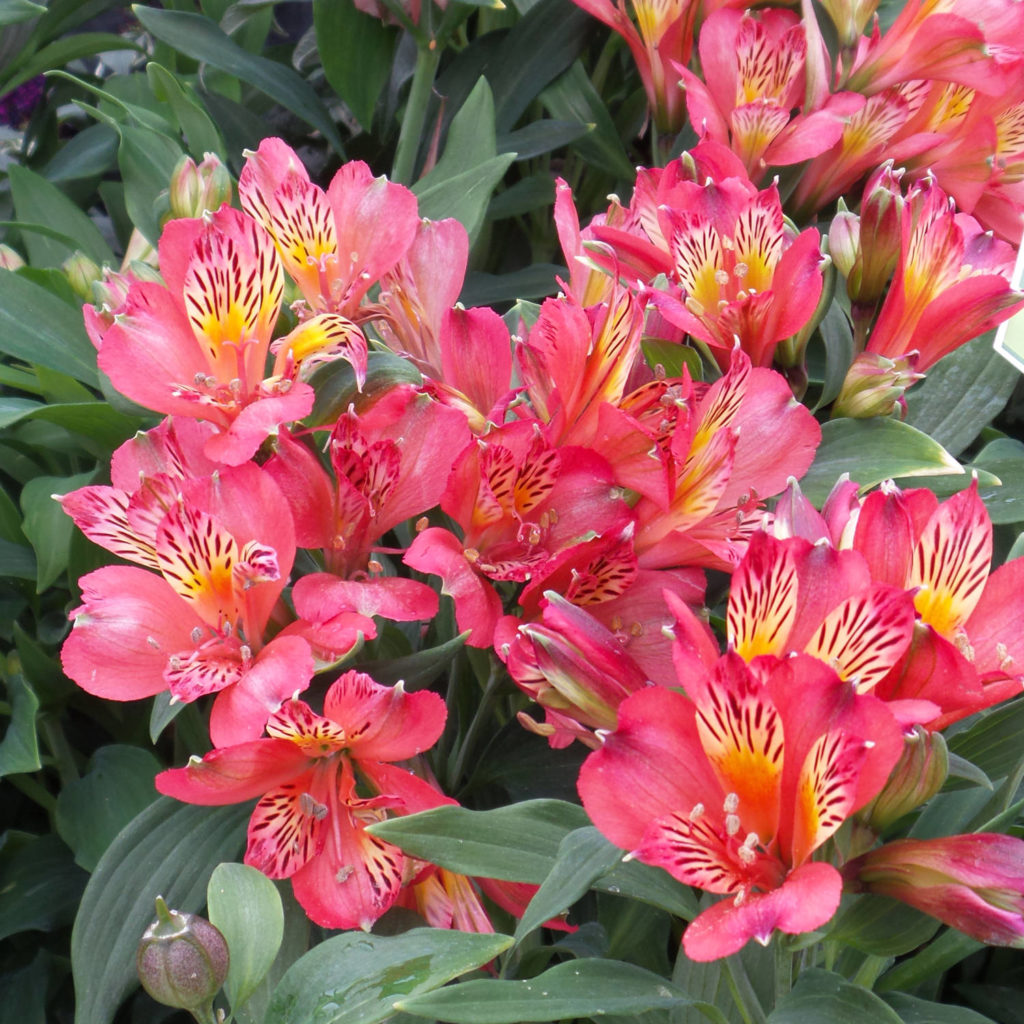 Alstroemeria INCA JOLI - Buy Peruvian Lily Perennials Online