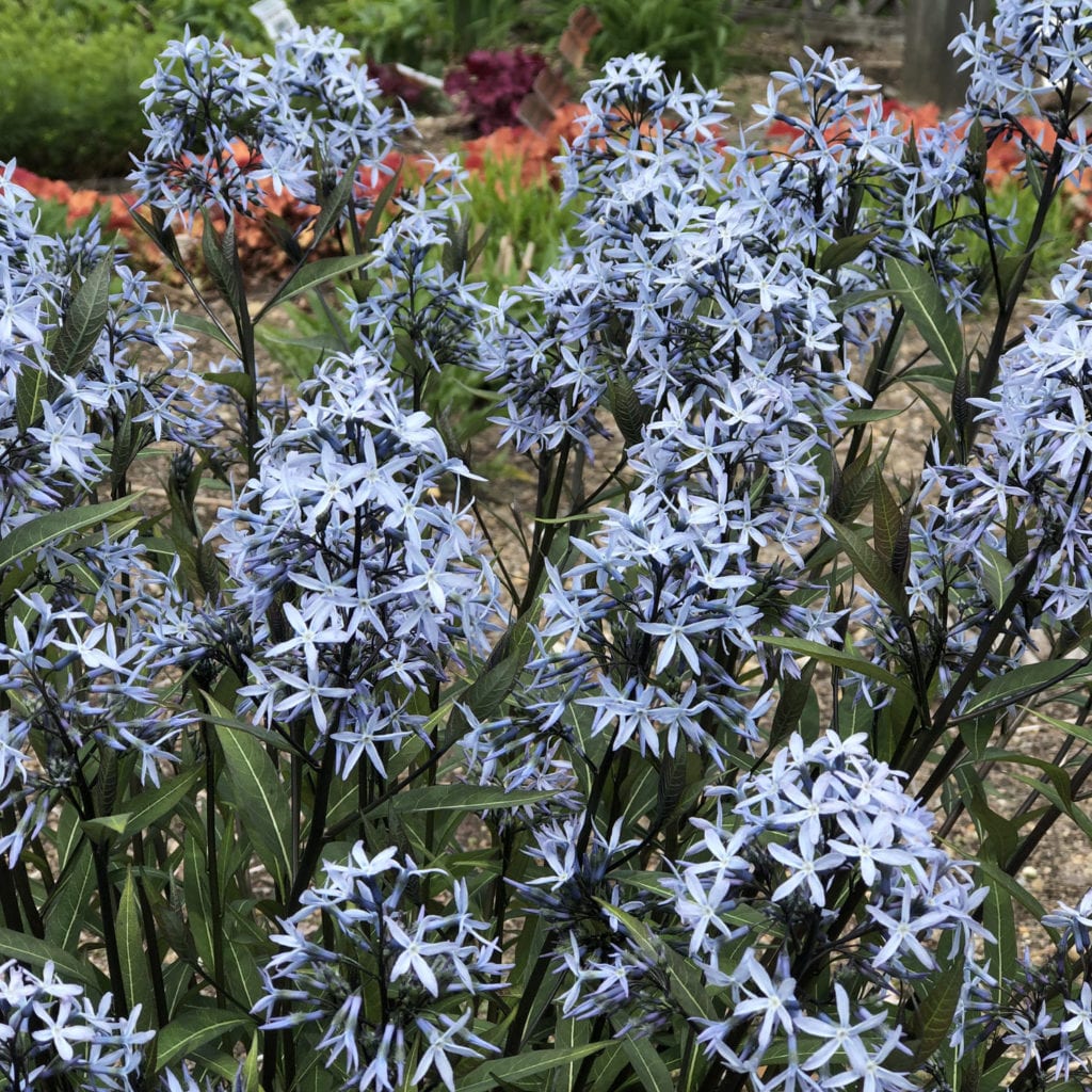Amsonia Storm Cloud - Buy Blue Star Perennials Online