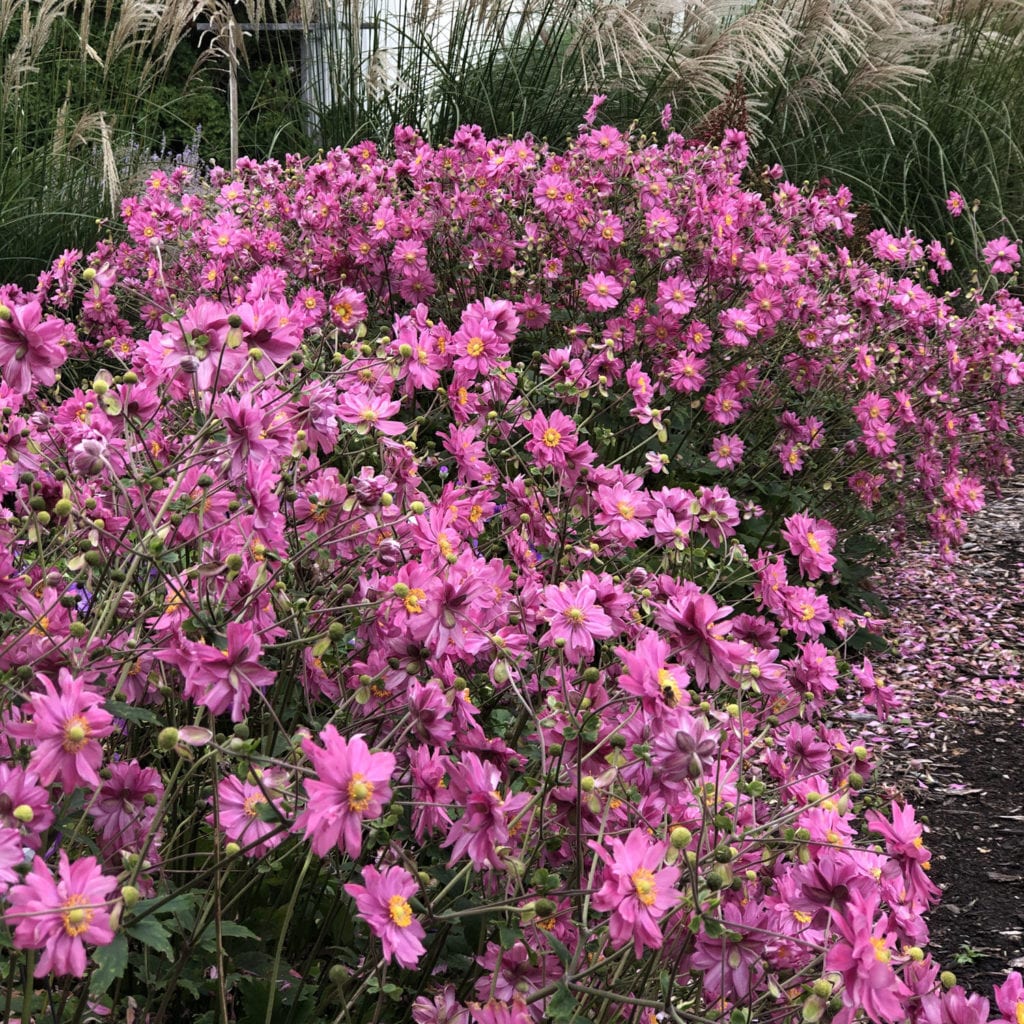 FALL IN LOVE™ 'Sweetly' Anemone