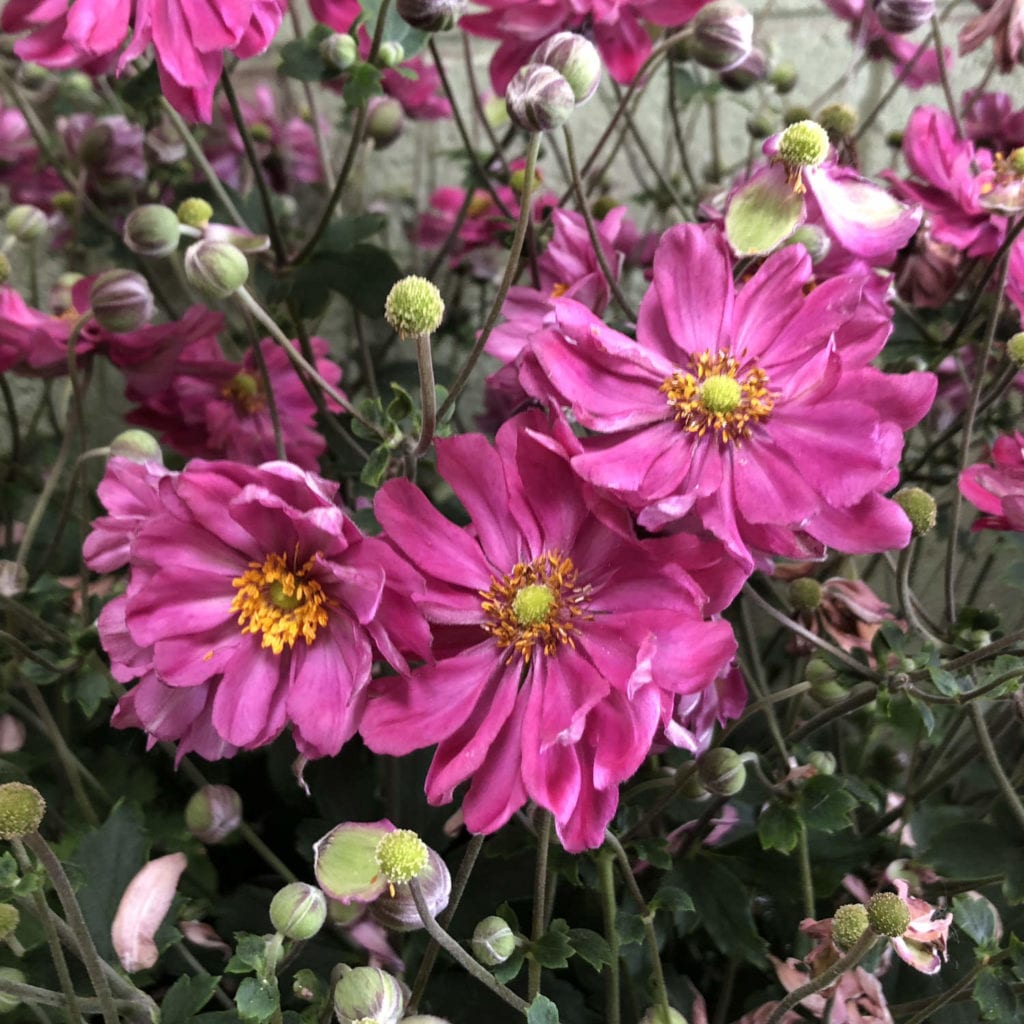 FALL IN LOVE™ 'Sweetly' Anemone