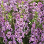 ANGELFACE® Steel Blue Angelonia