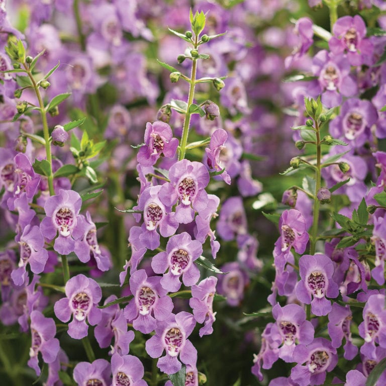 ANGELFACE® Steel Blue Angelonia