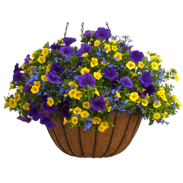 Gloria Rose - Annual Combo Kit