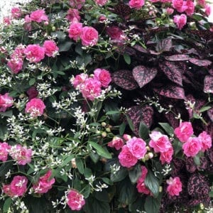 Annual Combination 'Gloria Rose'