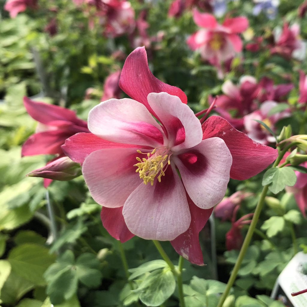 Aquilegia Songbird Cardinal - Buy Columbine Perennials Online