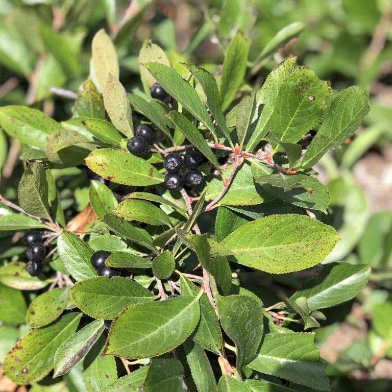 Aronia Ground Hug – A Compact Berry Shrub