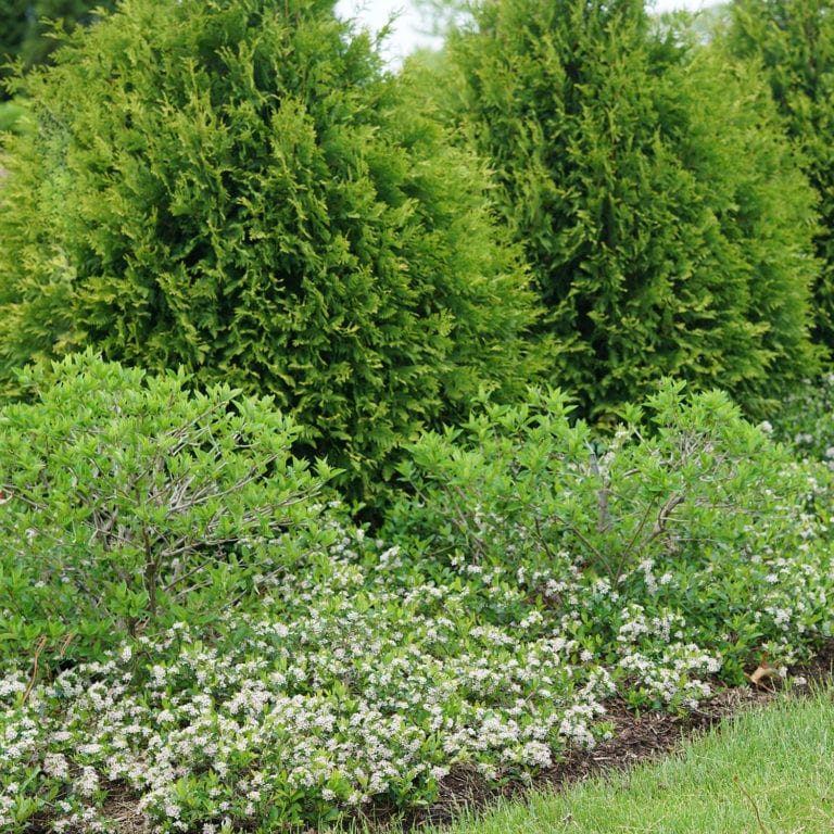 Aronia Ground Hug – A Compact Berry Shrub