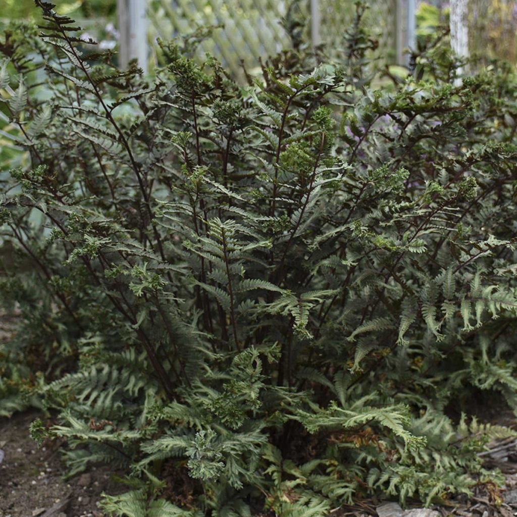 Crested Surf' Fern – Unique Textured Foliage