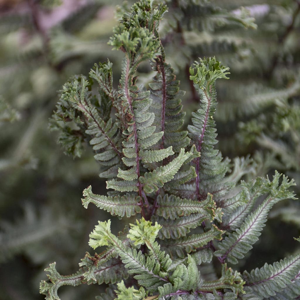 Crested Surf' Fern – Unique Textured Foliage