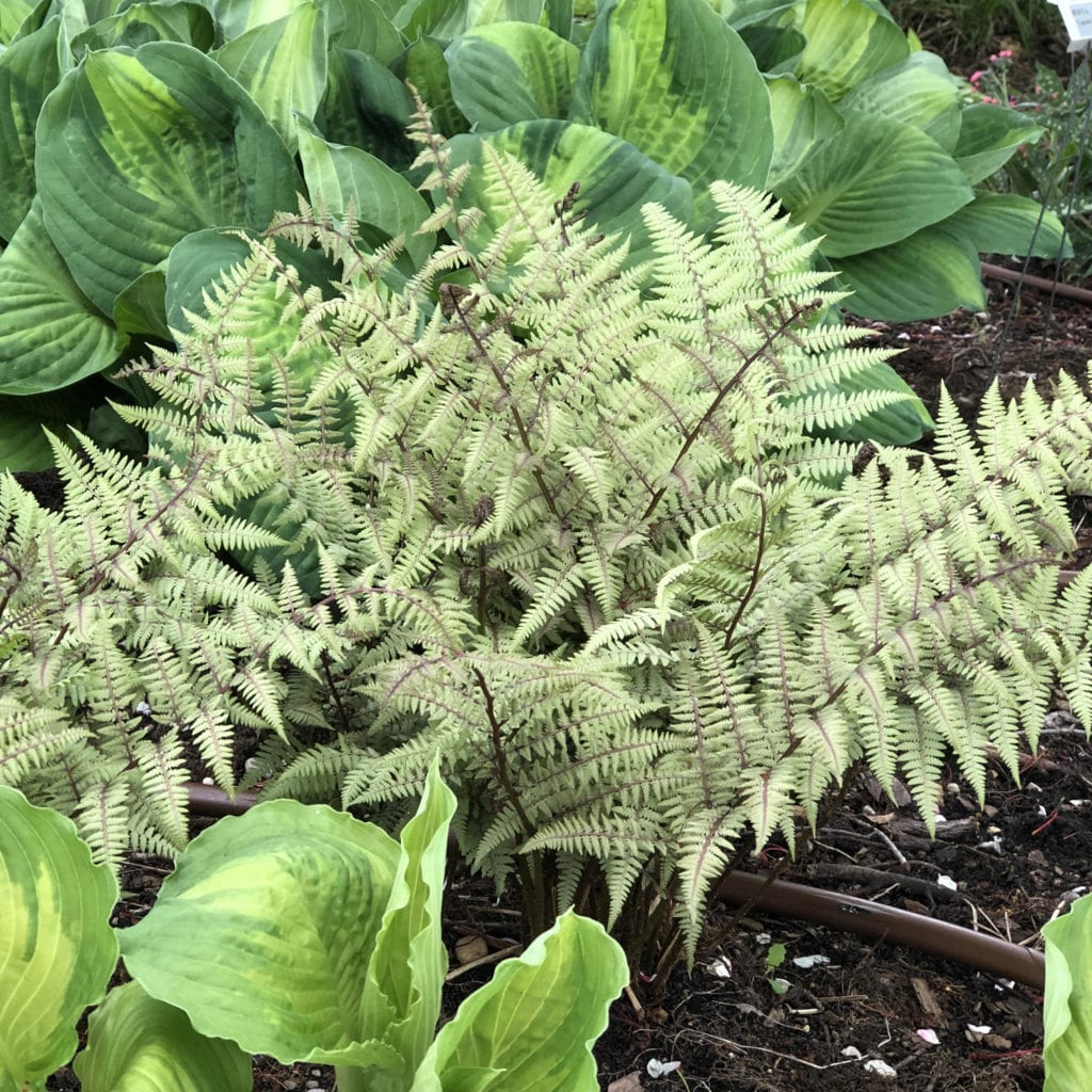 Ghost' Fern – Silvery-Green Shade Perennial