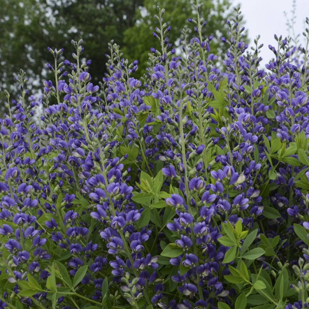 Baptisia 'Blueberry Sundae' – Vibrant Purple Blooms