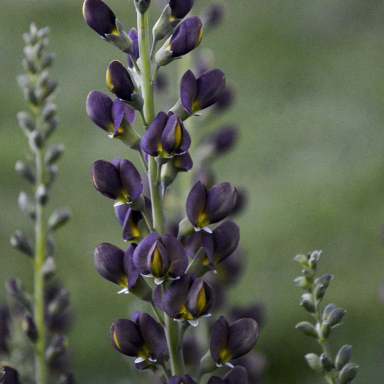 DECADENCE® 'Dark Chocolate' Baptisia