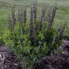 DECADENCE® 'Dark Chocolate' Baptisia