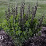DECADENCE® 'Dark Chocolate' Baptisia